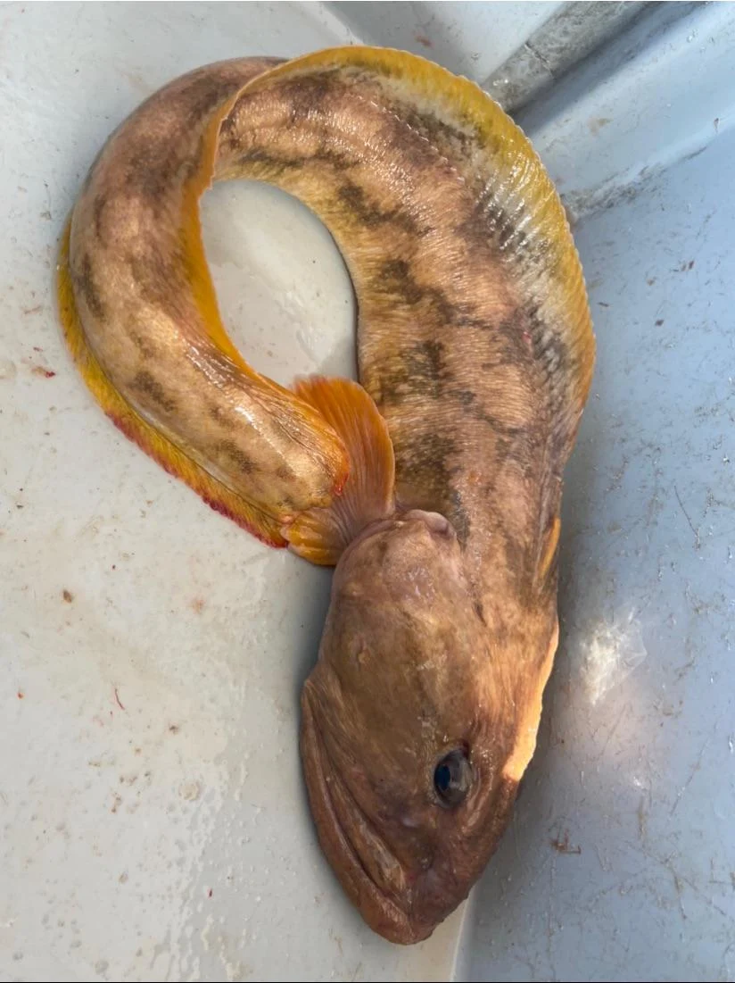 What is this fish? | Scrolller