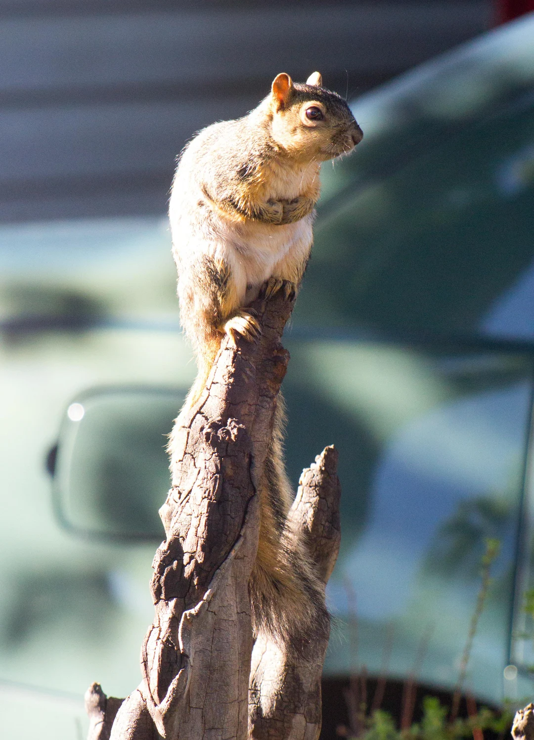 Squirrel on his perch. | Scrolller