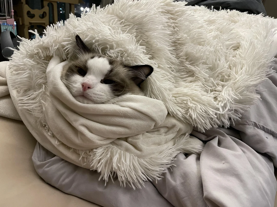 Purrito Supreme | Scrolller