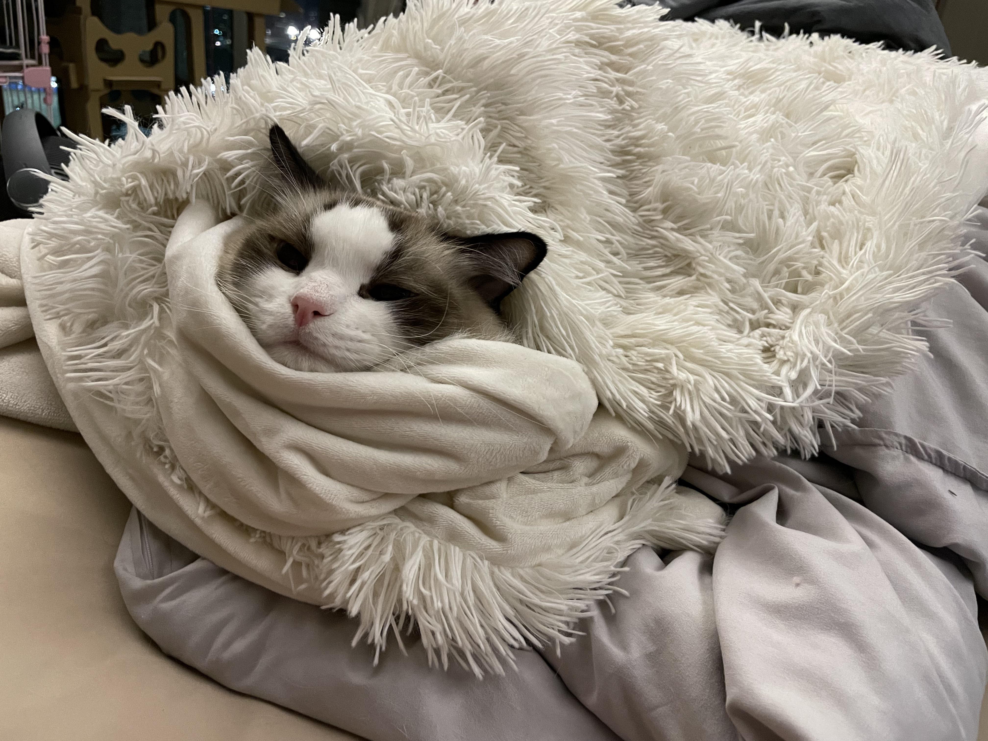 Purrito Supreme | Scrolller