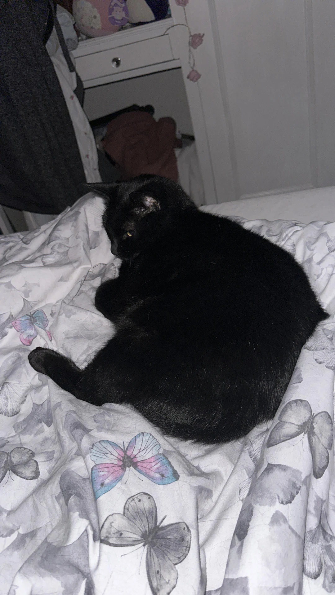 Lilo is so floofy | Scrolller