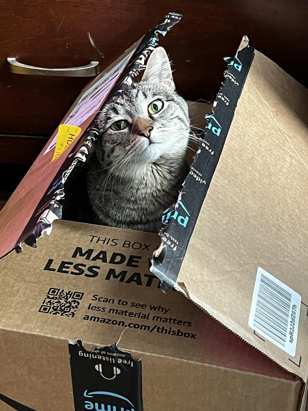 My prime cat trap, working as expected | Scrolller