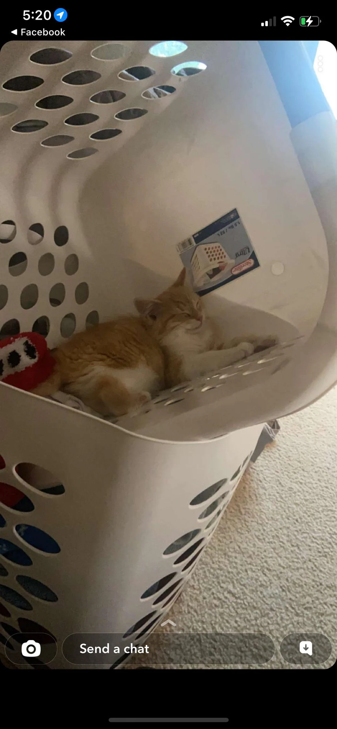 Hamper cat | Scrolller