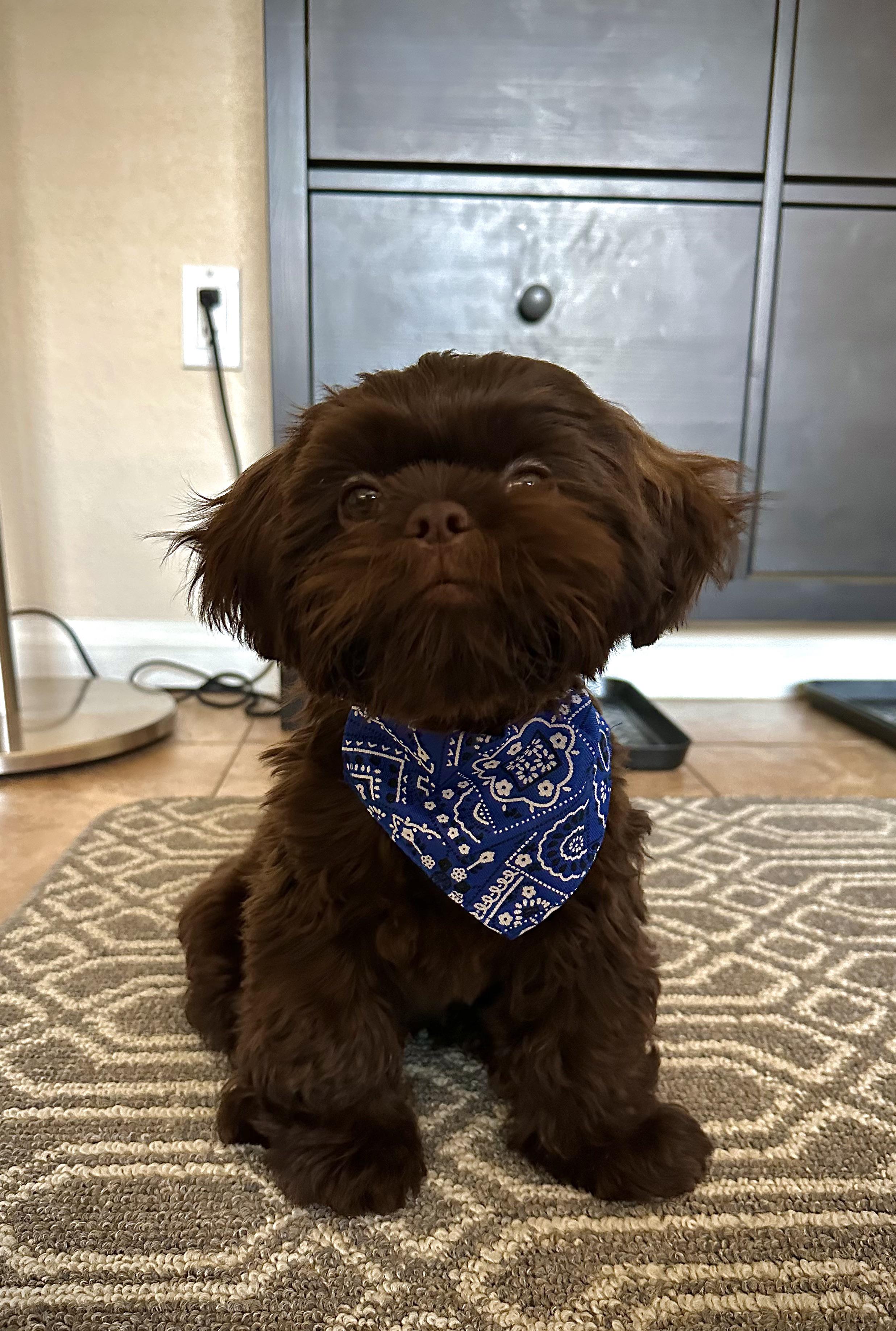 Meet little Bruno | Scrolller