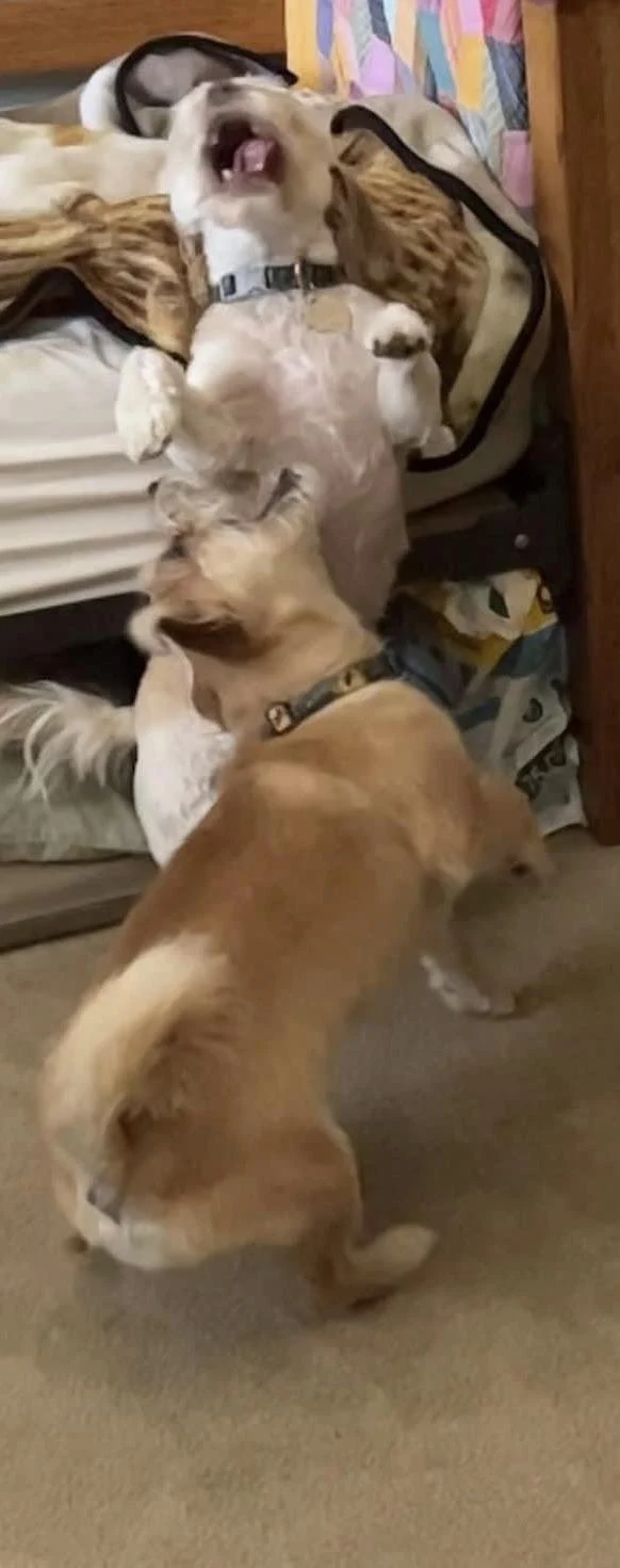 Two of my little derps. | Scrolller