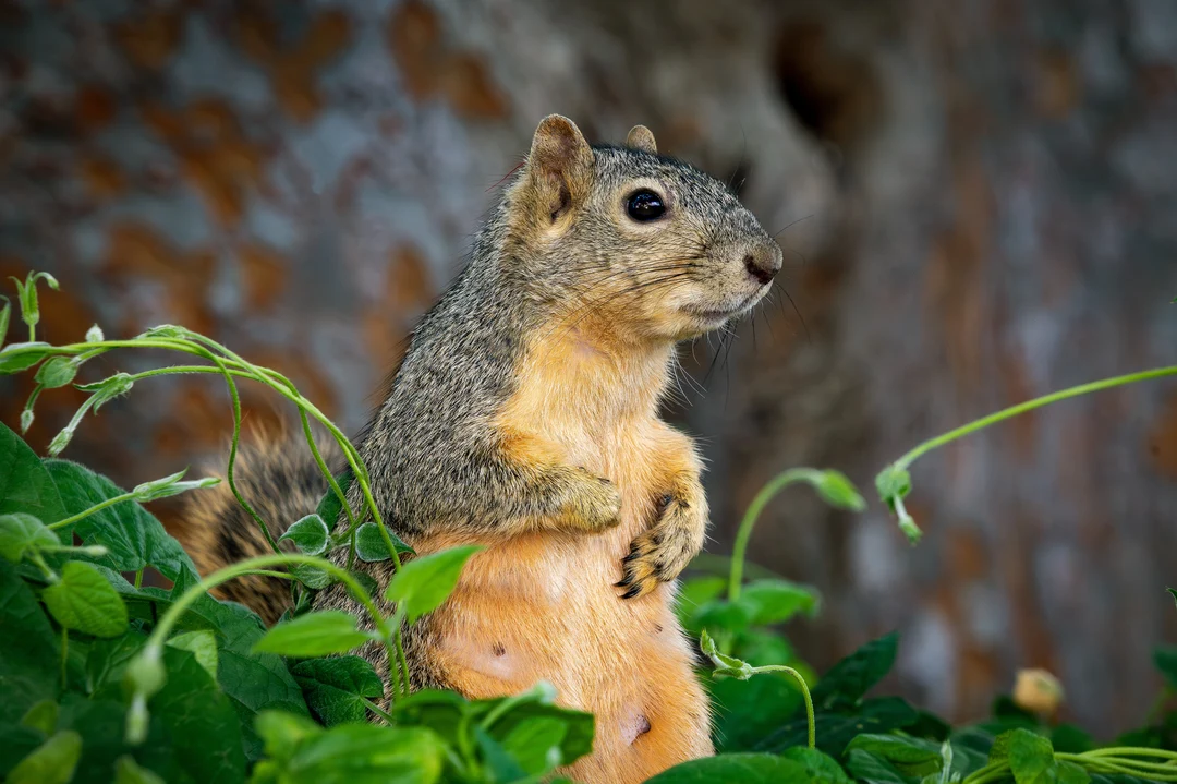 Sweet Mother Squirrel | Scrolller