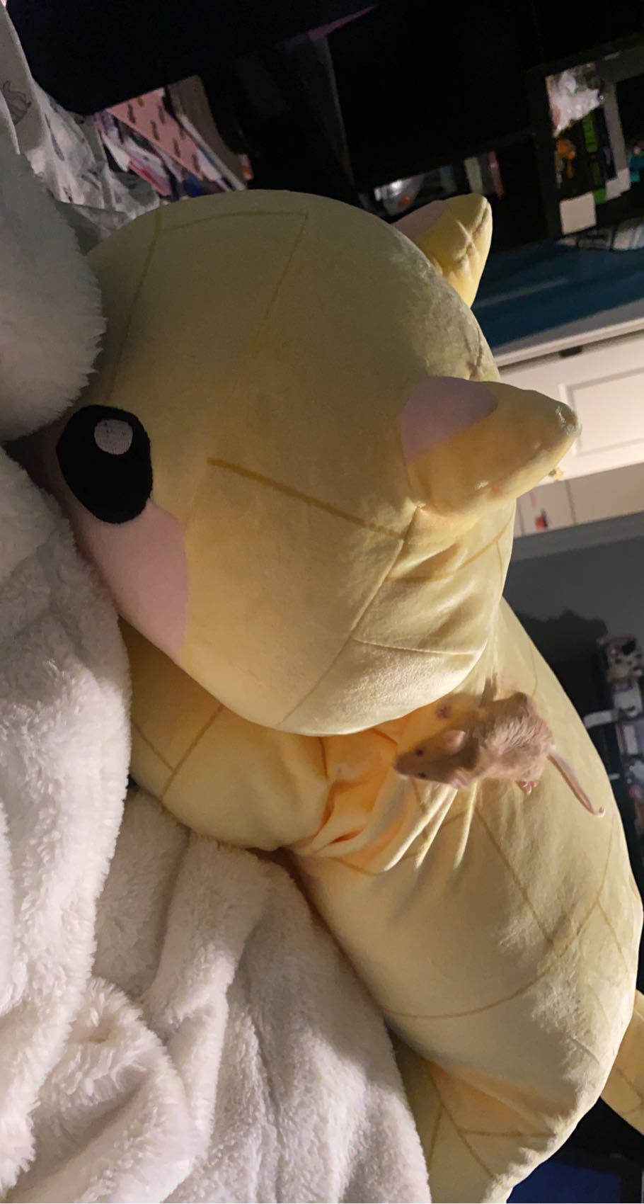 Hikari approves of the new sandshrew plush | Scrolller