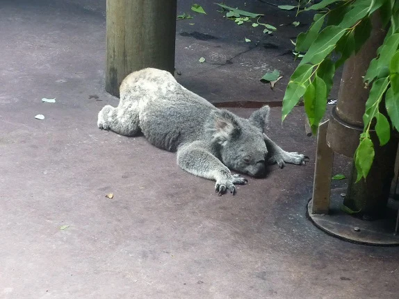 hangover...？😅 | Scrolller