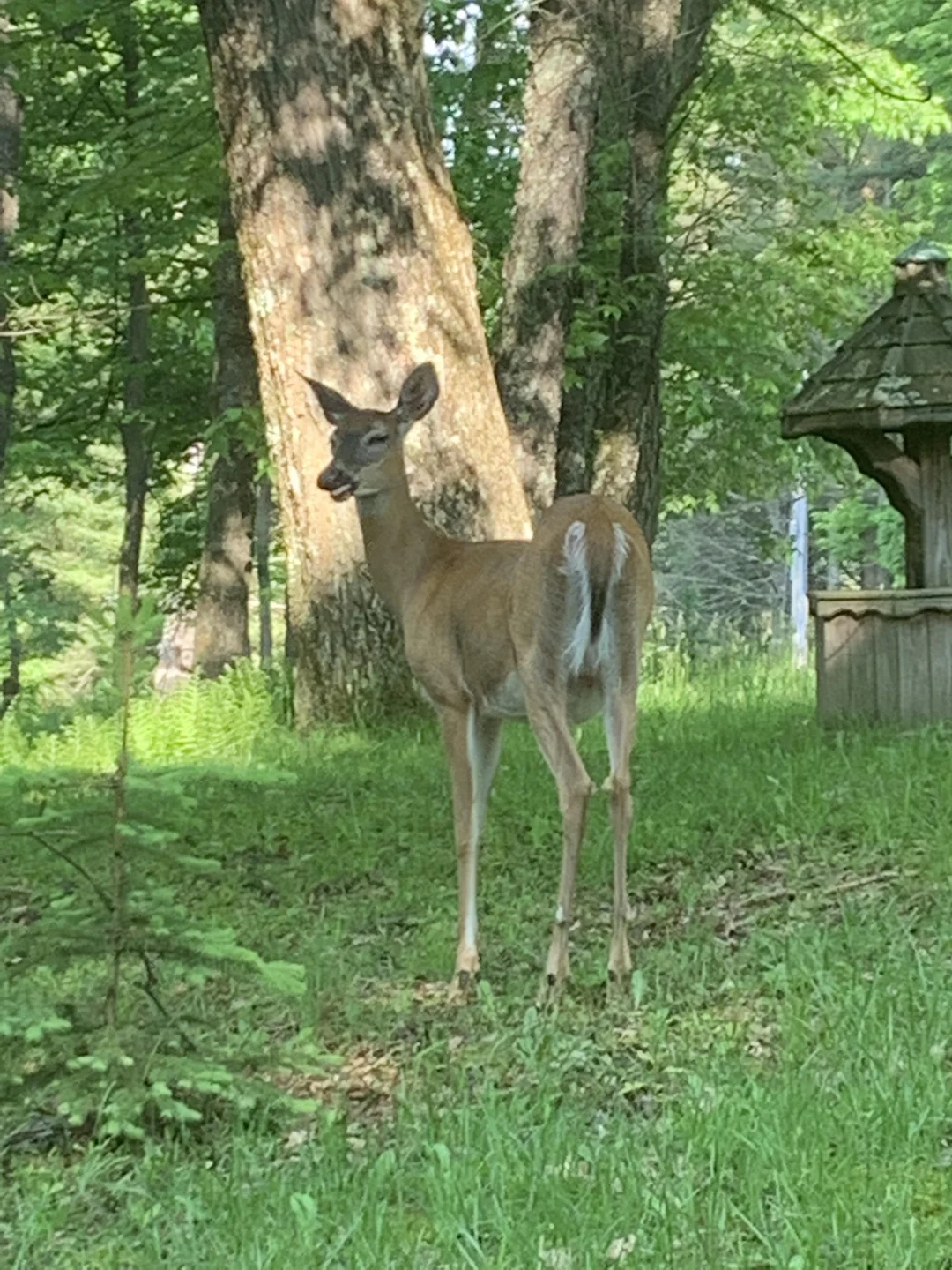 Funny photo of a deer | Scrolller