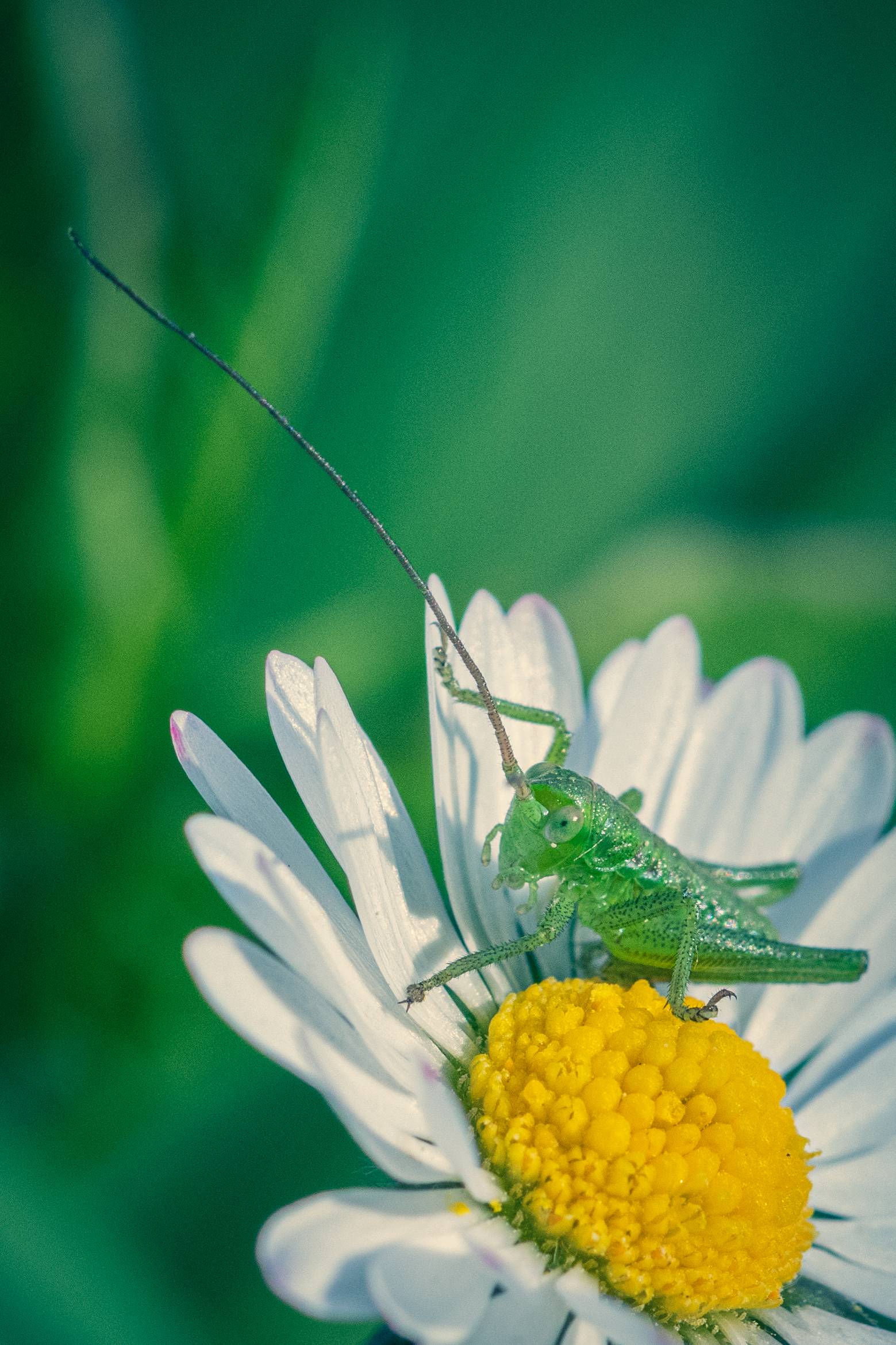 Tiny grasshopper on a daisy. | Scrolller
