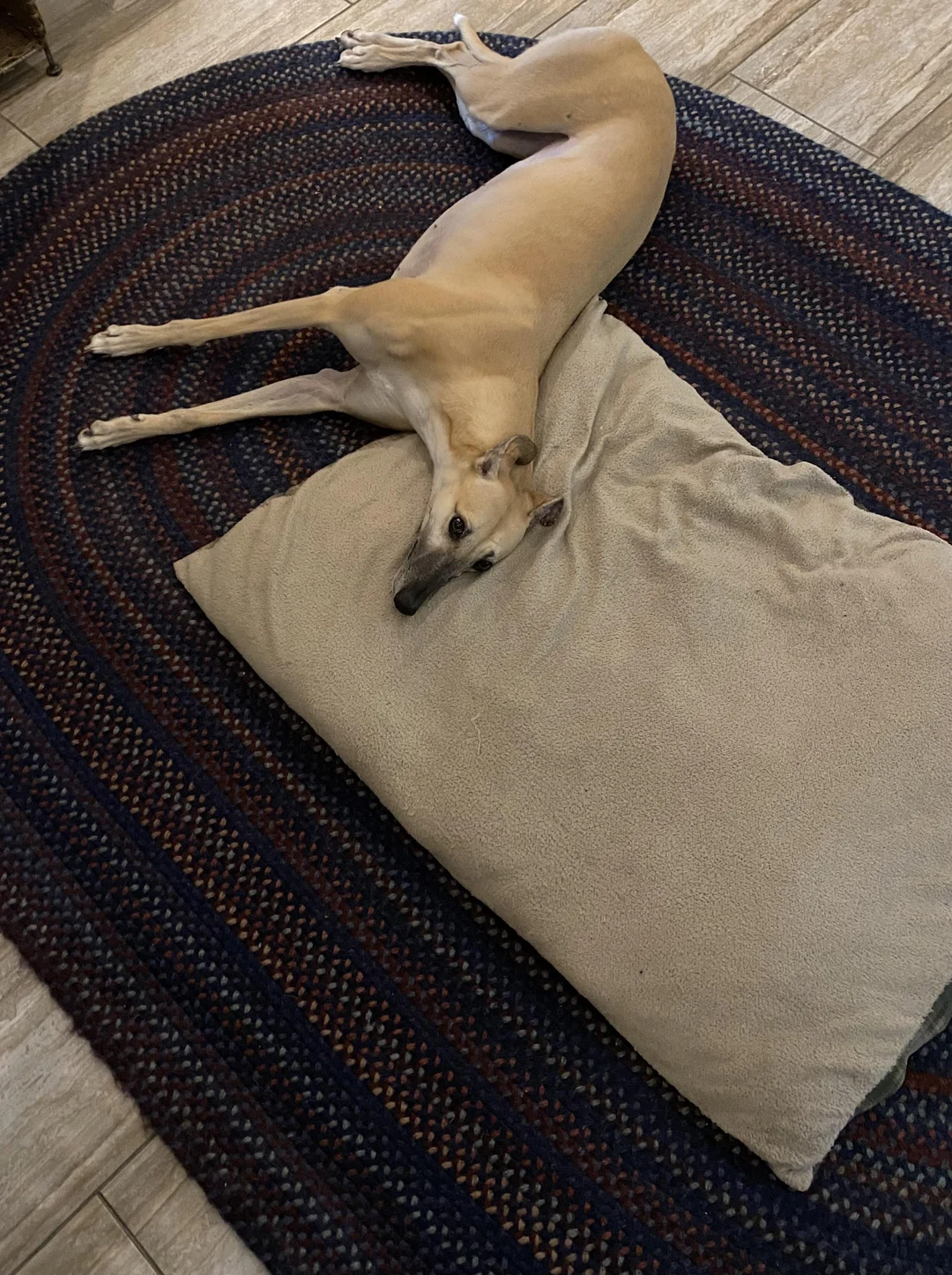 Another lovely example of correct bed usage | Scrolller