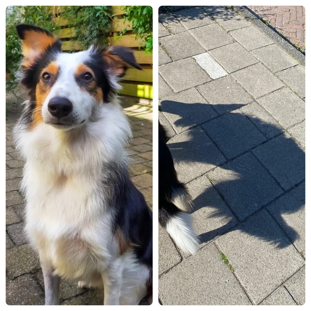 My dog / her shadow | Scrolller
