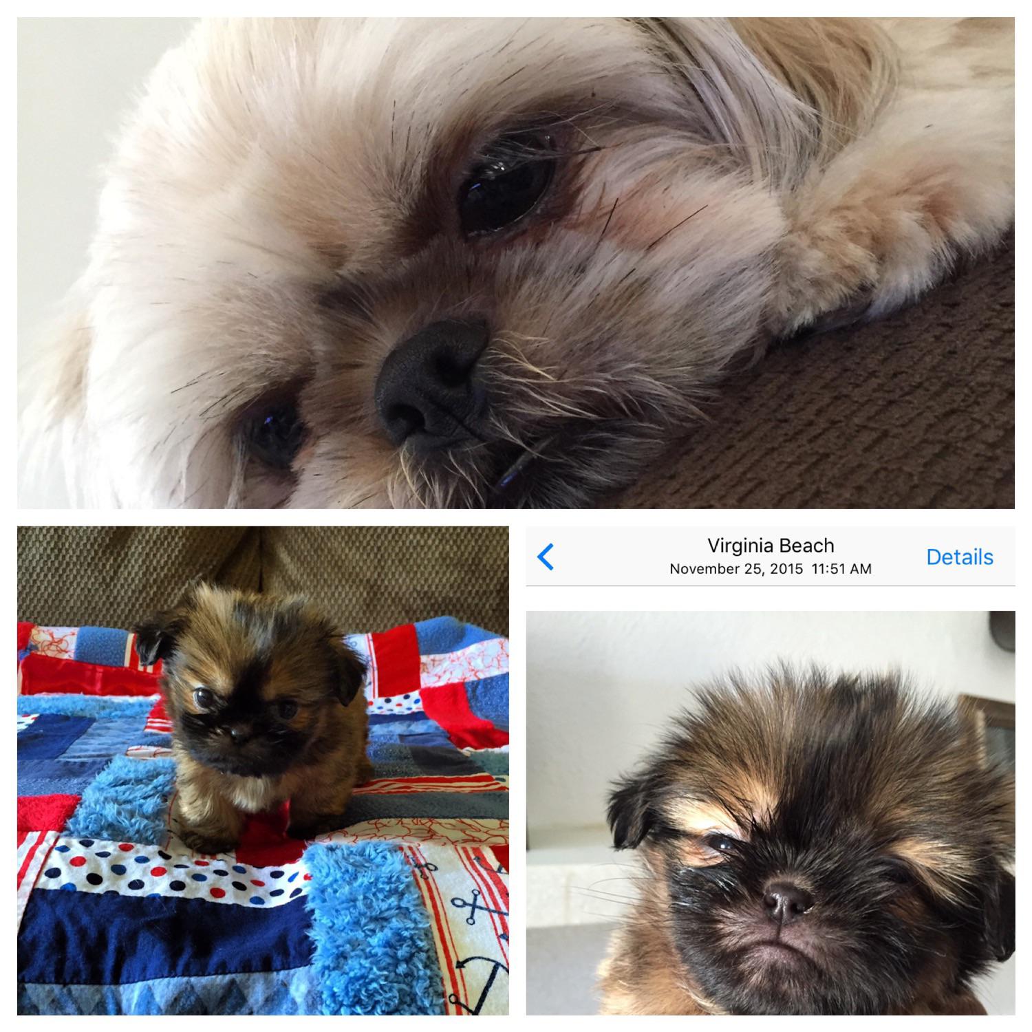 Chewbacca aka “Chewy” now (*top picture) and then (*bottom picture’s)🐶☺️ ️ | Scrolller