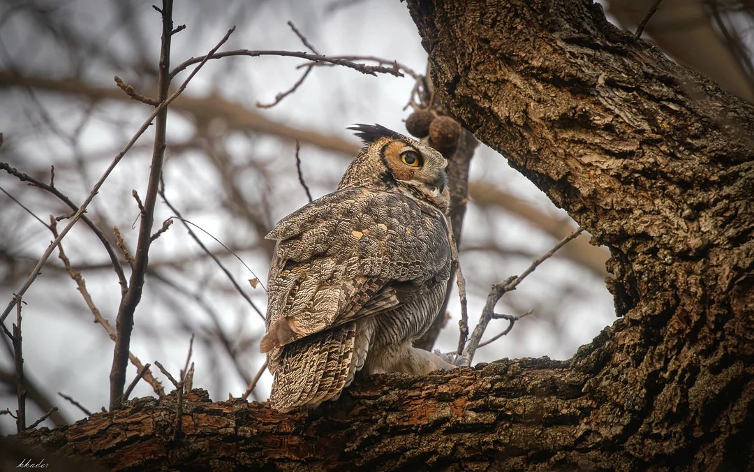 Great Horned Owl | Scrolller