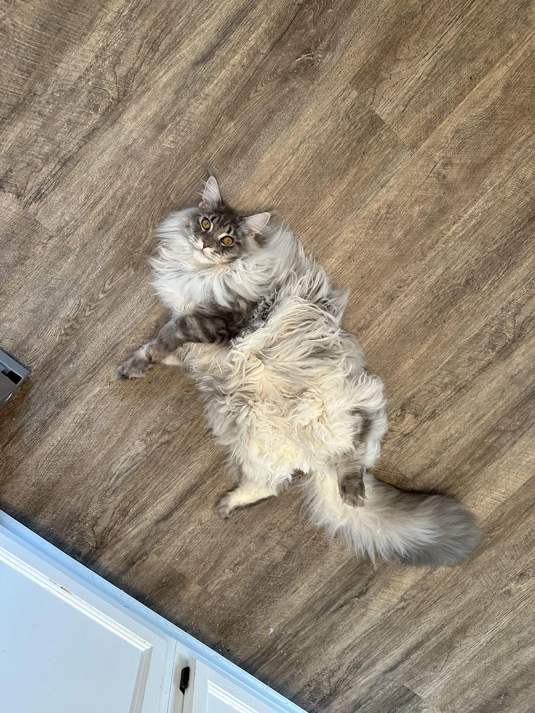 Shedding!!! | Scrolller