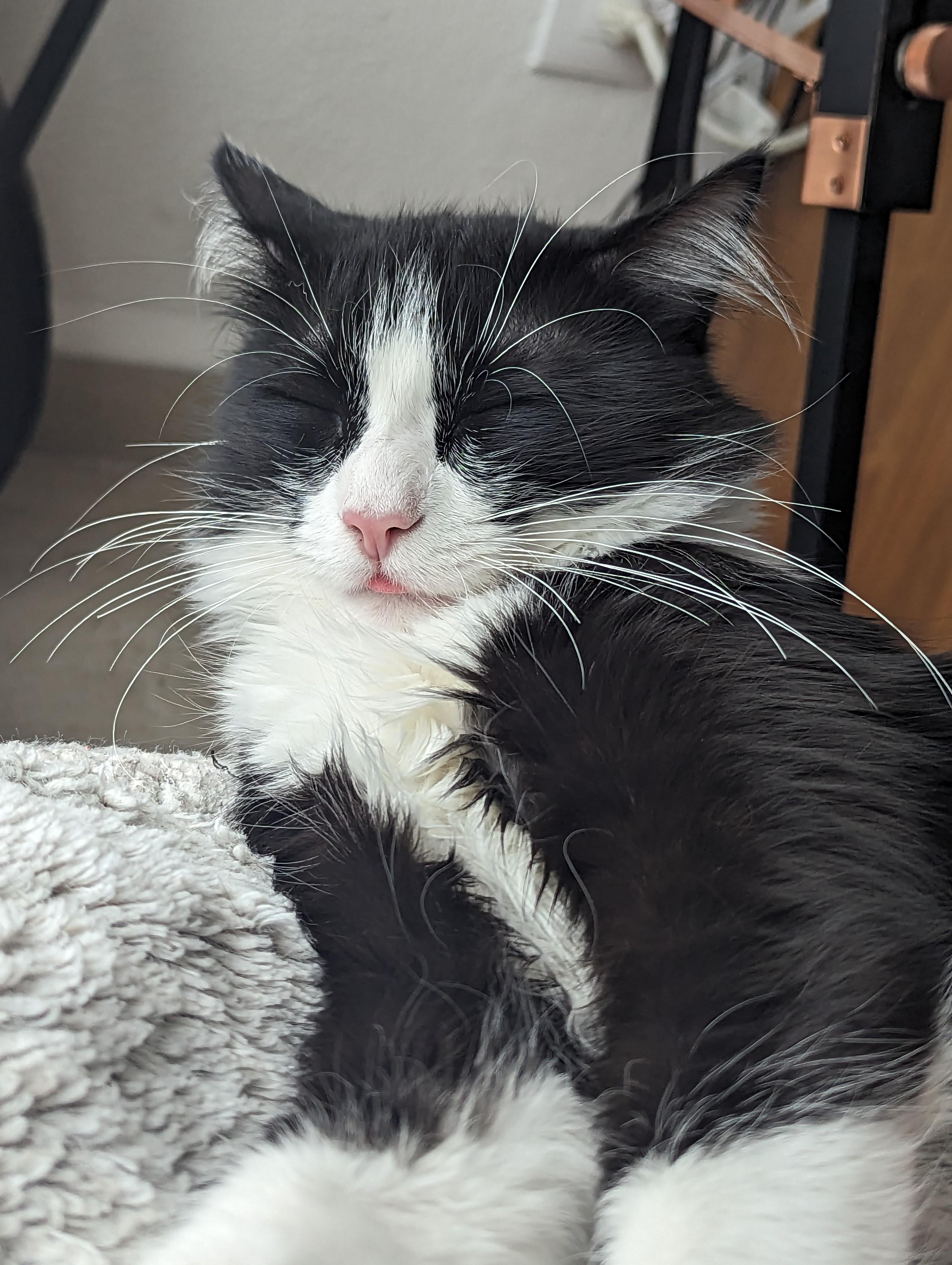 Lofi derping out a blep mid-siesta | Scrolller