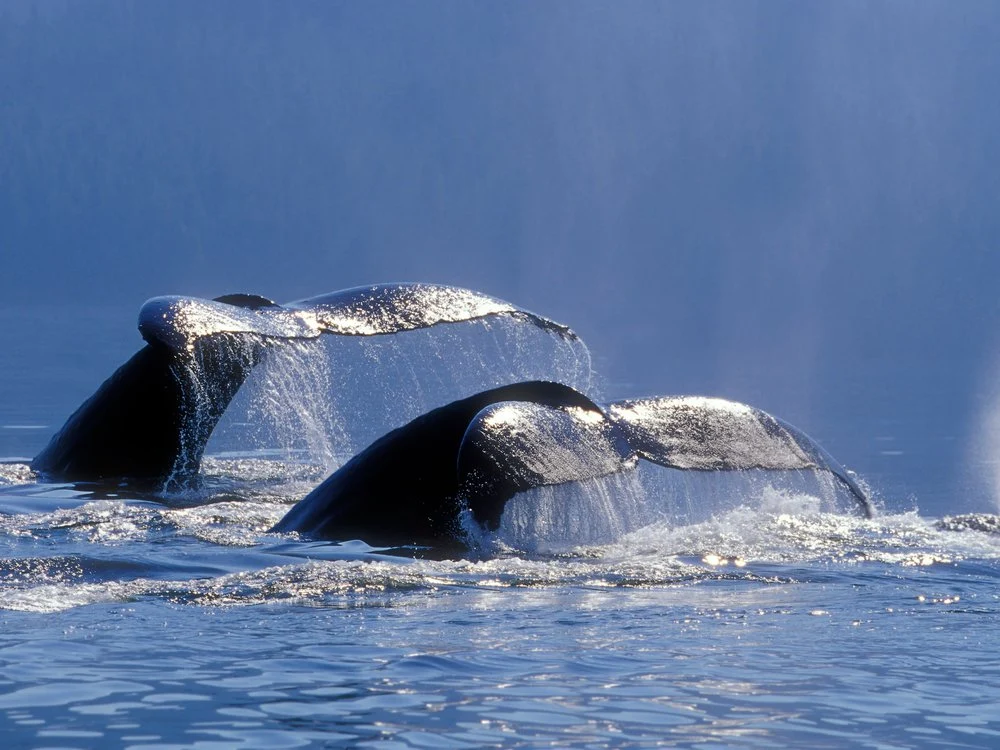 Humpback whale | Scrolller