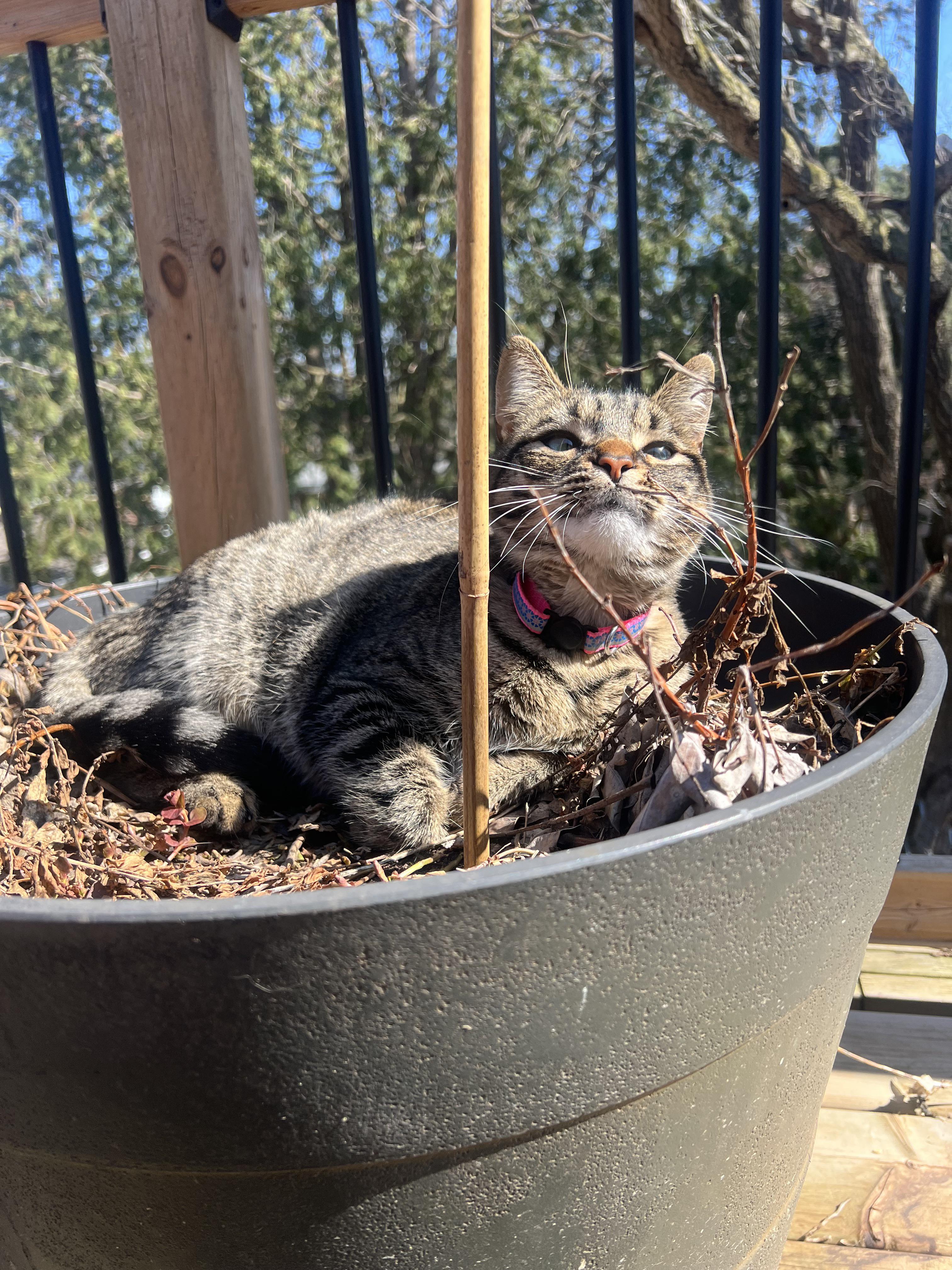 my pot pirate | Scrolller