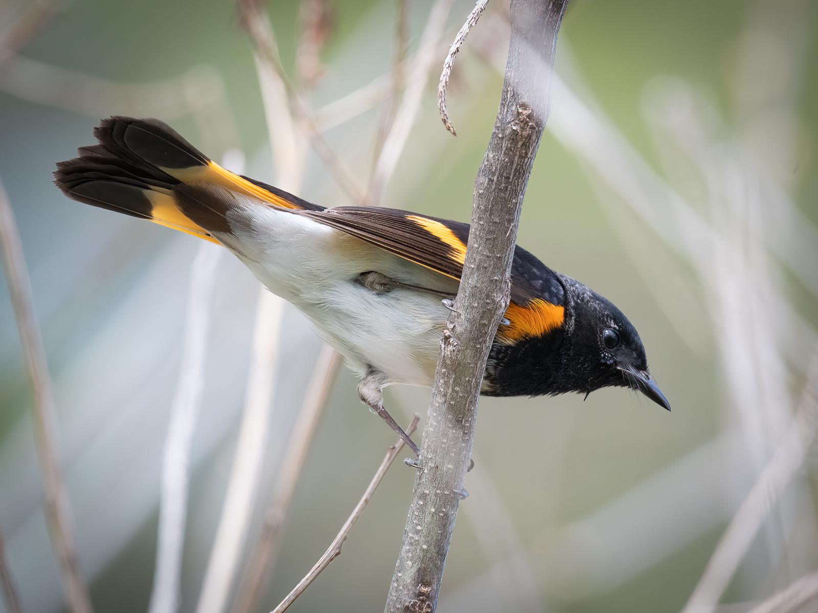 American redstart! image saved with topaz cuz i suck | Scrolller