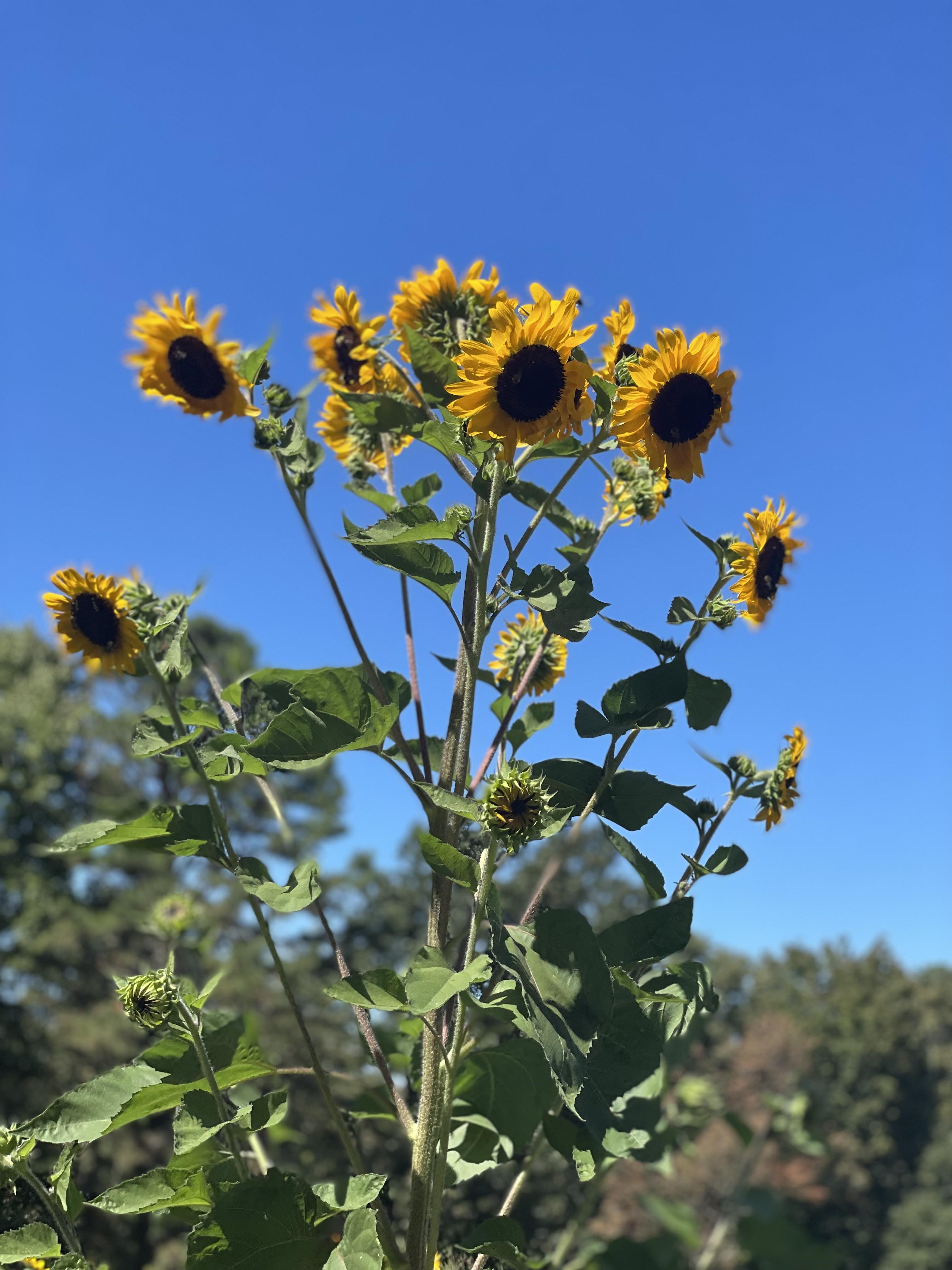 Sunflowers | Scrolller