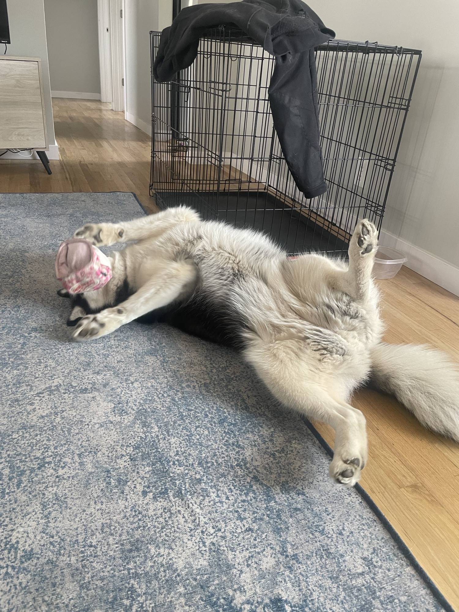 Majestic creatures | Scrolller