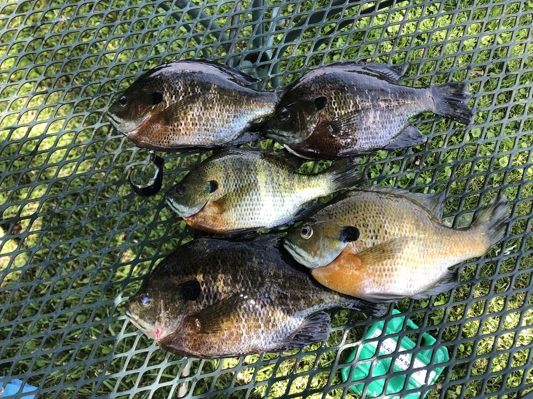 Bluegill limit Mn | Scrolller