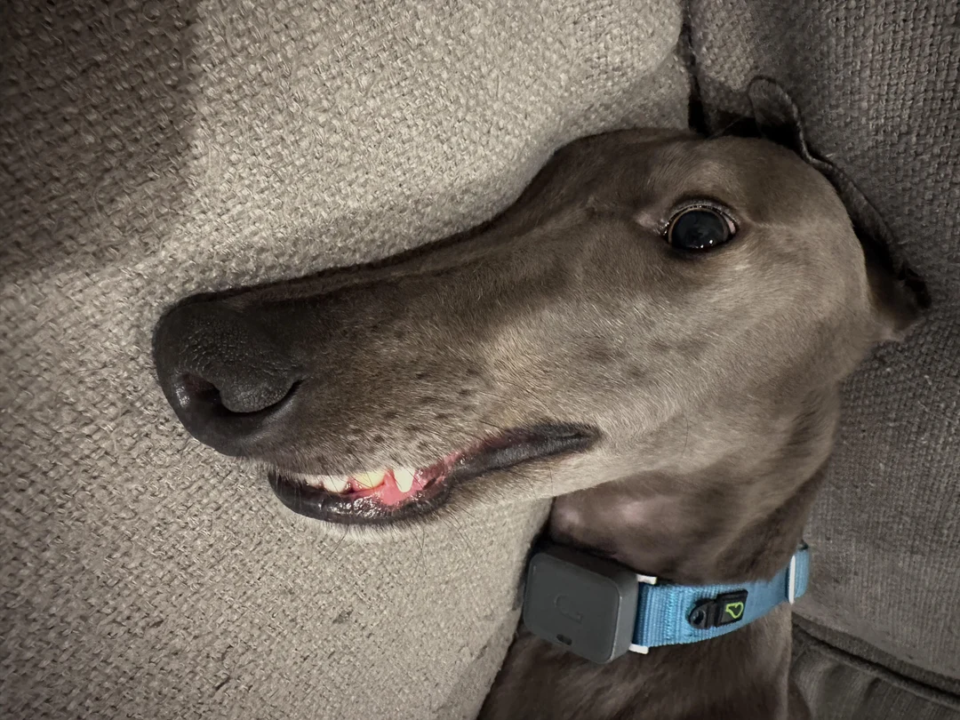 Who swapped my greyhound for a duck? | Scrolller