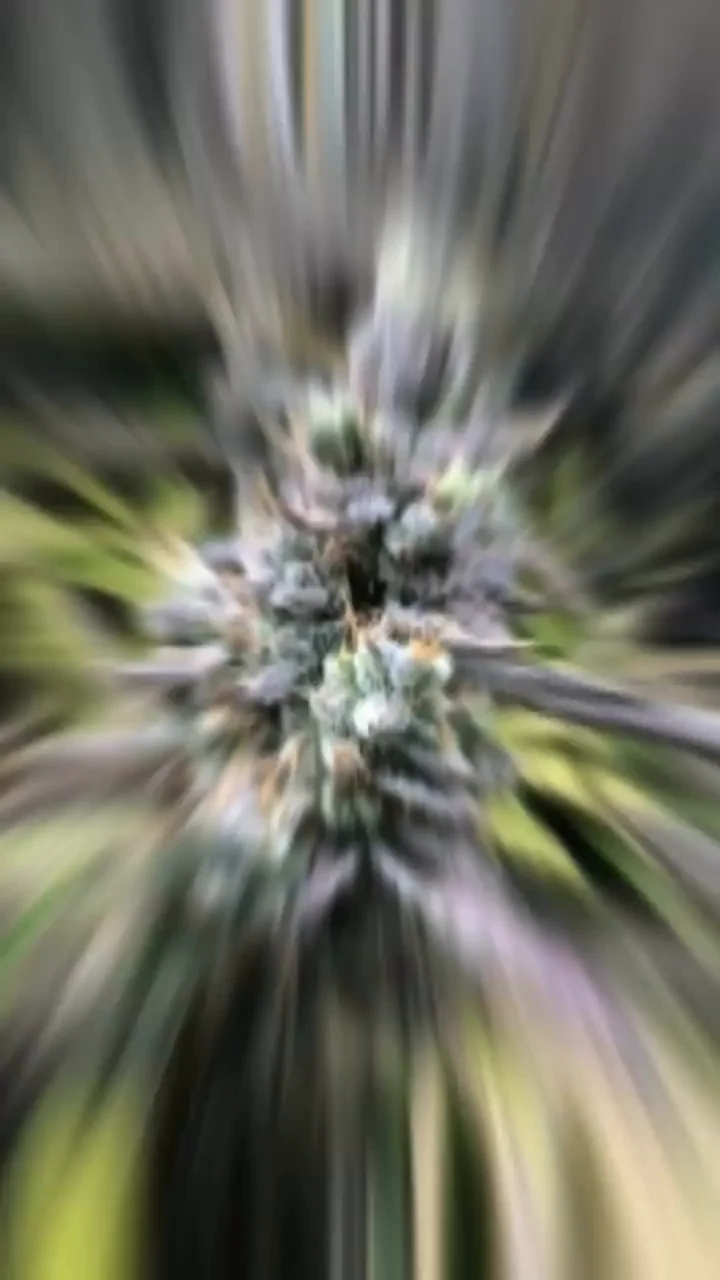 Some weed porn | Scrolller