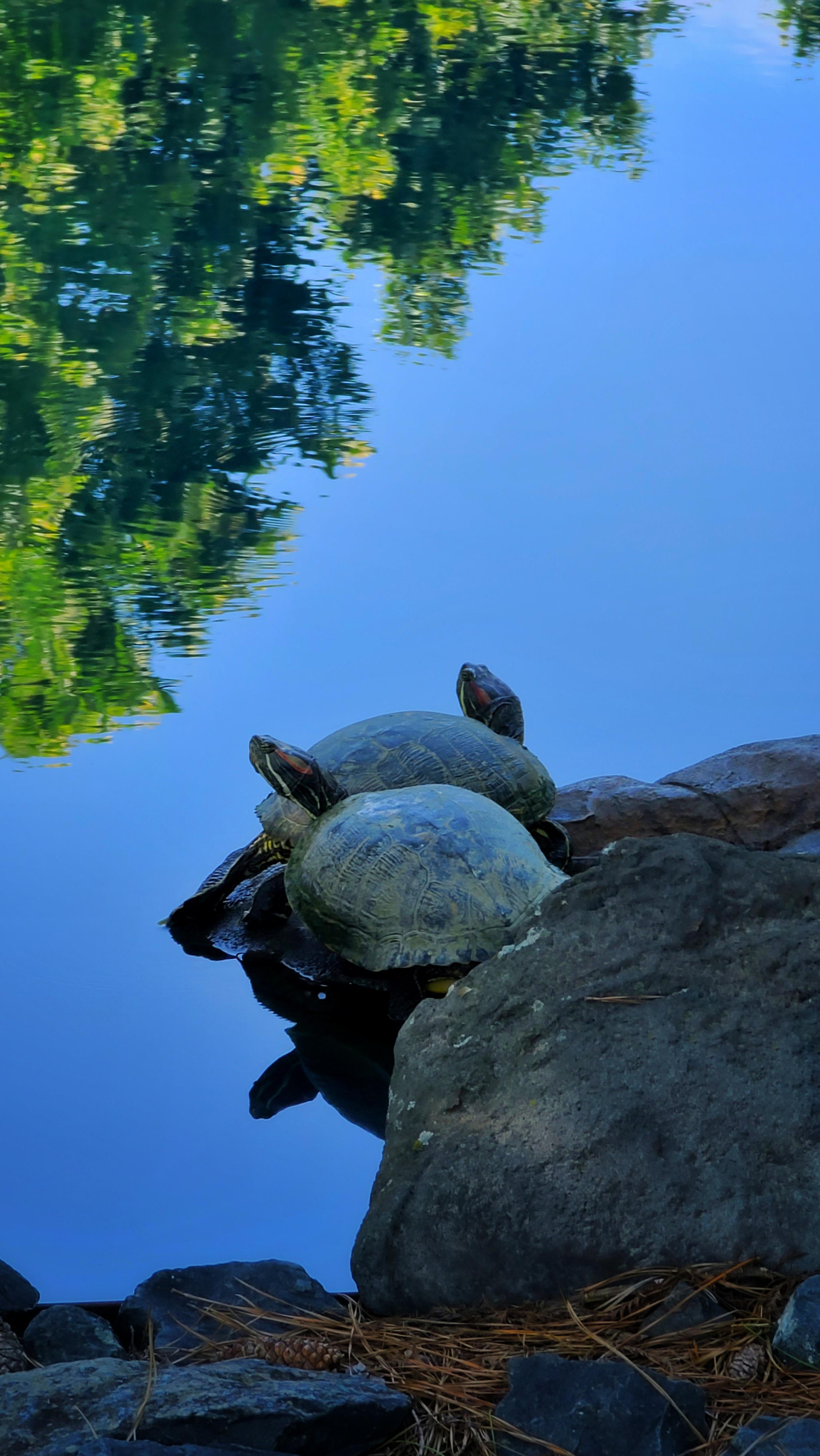 Turtles Keeping A Eye On The Pond [OC] | Scrolller