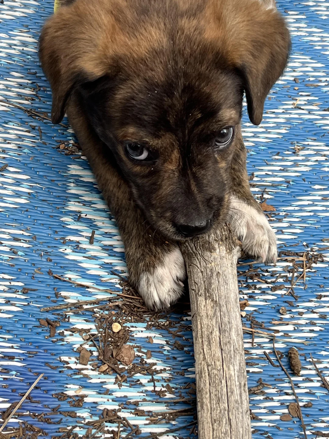 This is my stick | Scrolller