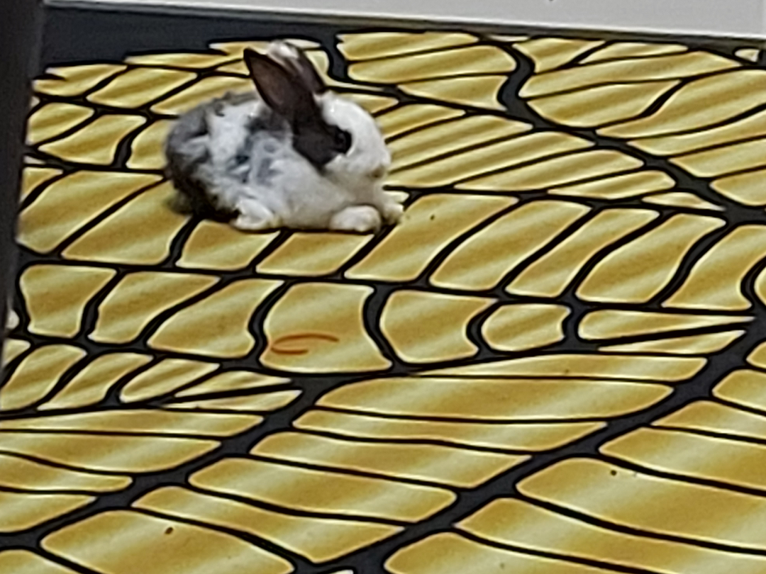 Smol rabbit | Scrolller