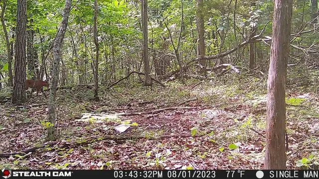 Mountain lion or bobcat? | Scrolller