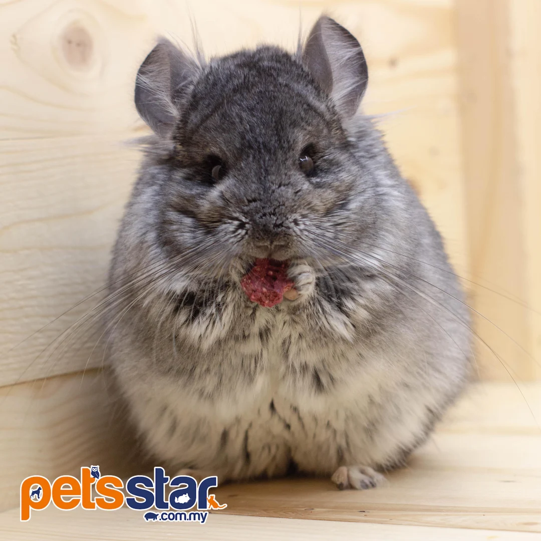 Ma standard grey chinchilla is eating their treats :D | Scrolller