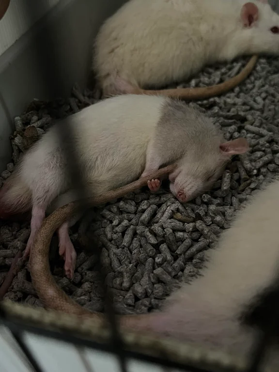 While he sleeps, he's holding his favourite older rats tail | Scrolller