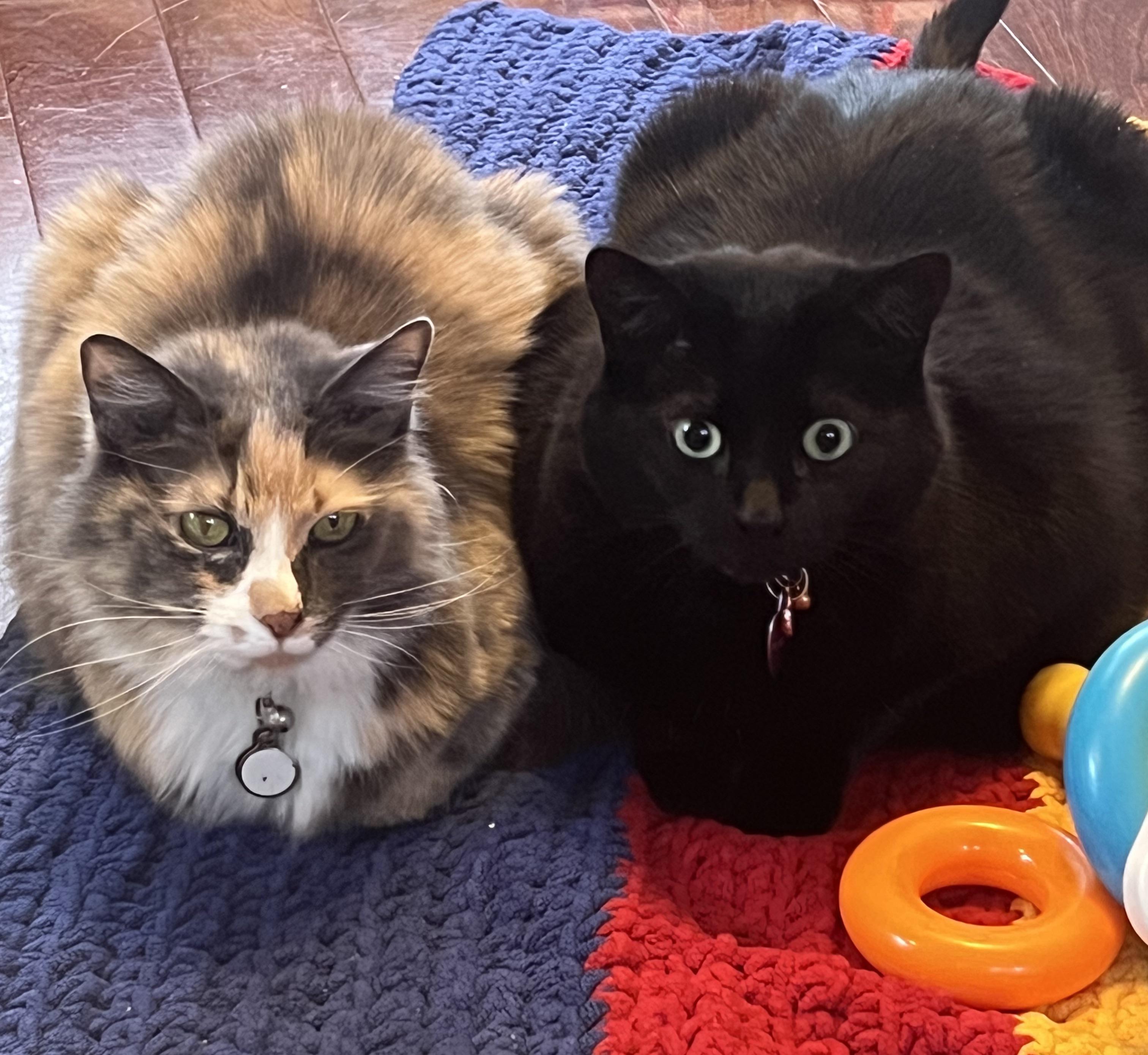 Had a rare double loaf in our house today | Scrolller
