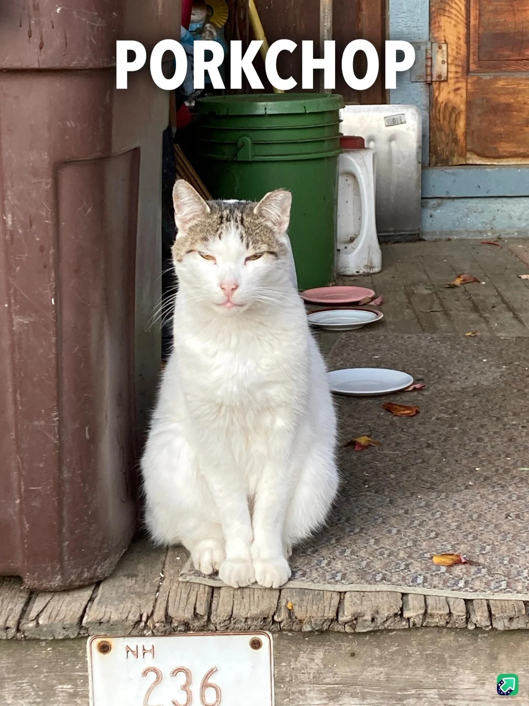 Porkchop on my porch | Scrolller