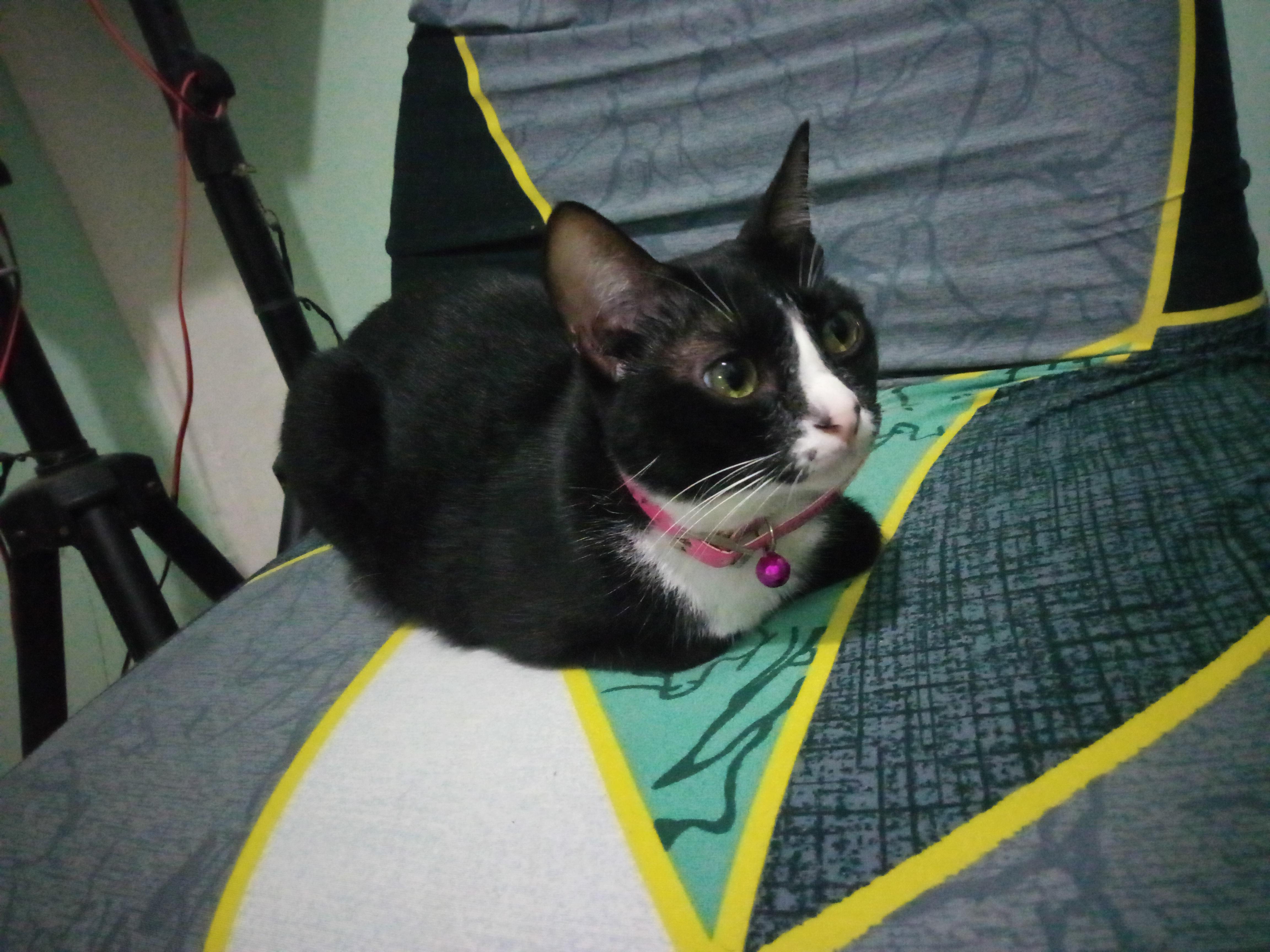 Discover more like Catloaf: 99% burnt loaf and Related Content | Scrolller