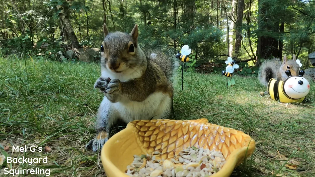 Cute squirrel | Scrolller