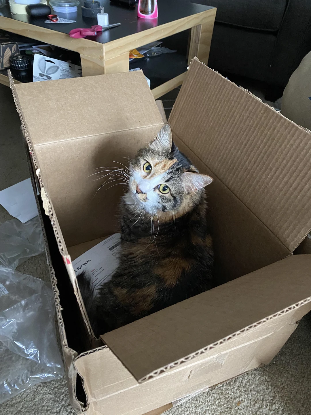 As soon as the shipment is unpacked pancake takes her place in the new cat box | Scrolller