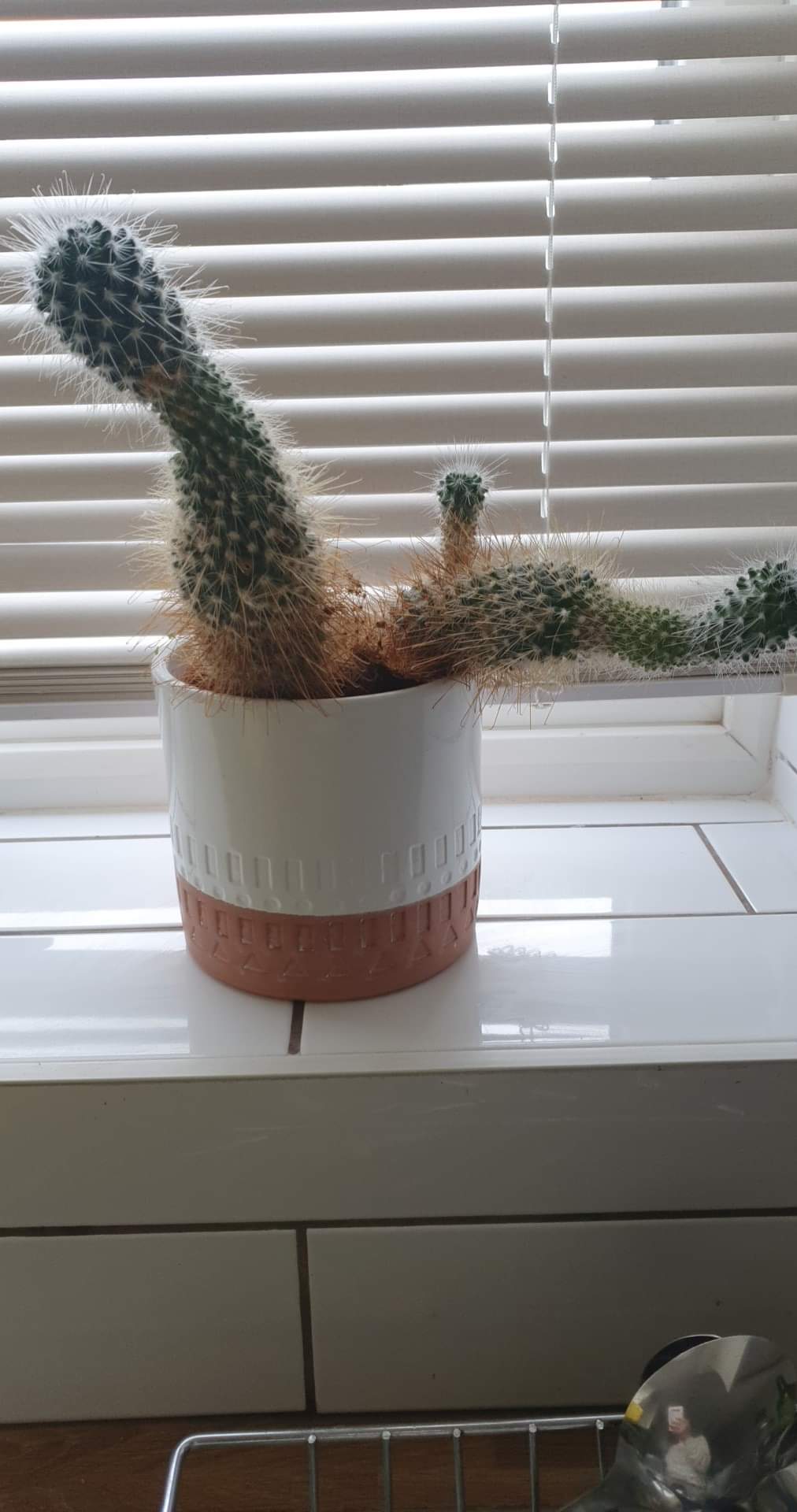 The way my cactus has grown. | Scrolller