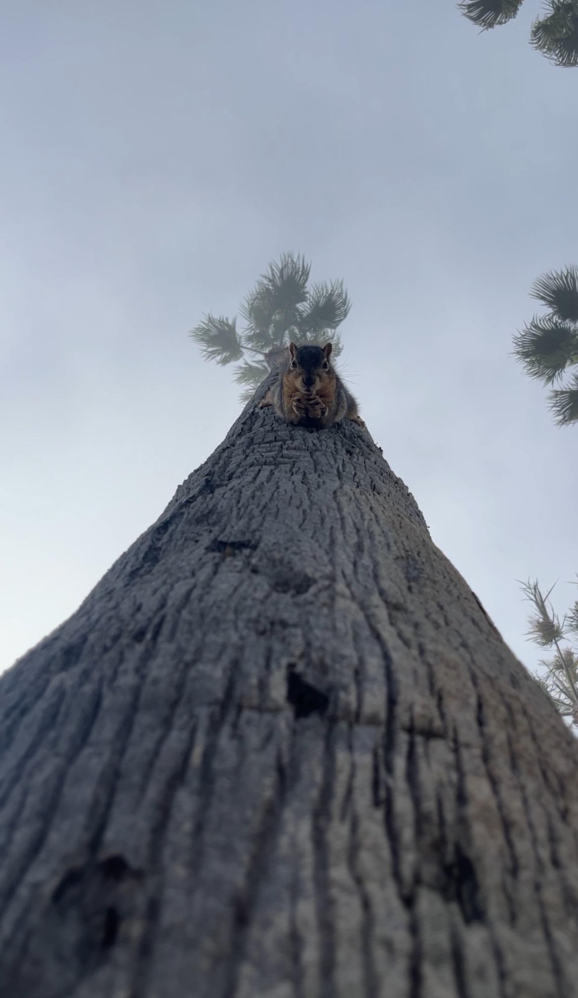 Palm tree squirrel! | Scrolller