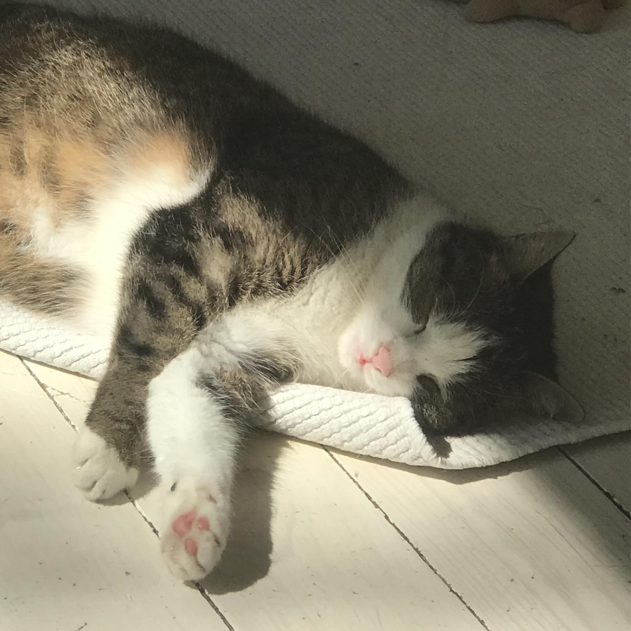 Tiny sleepy blep. | Scrolller