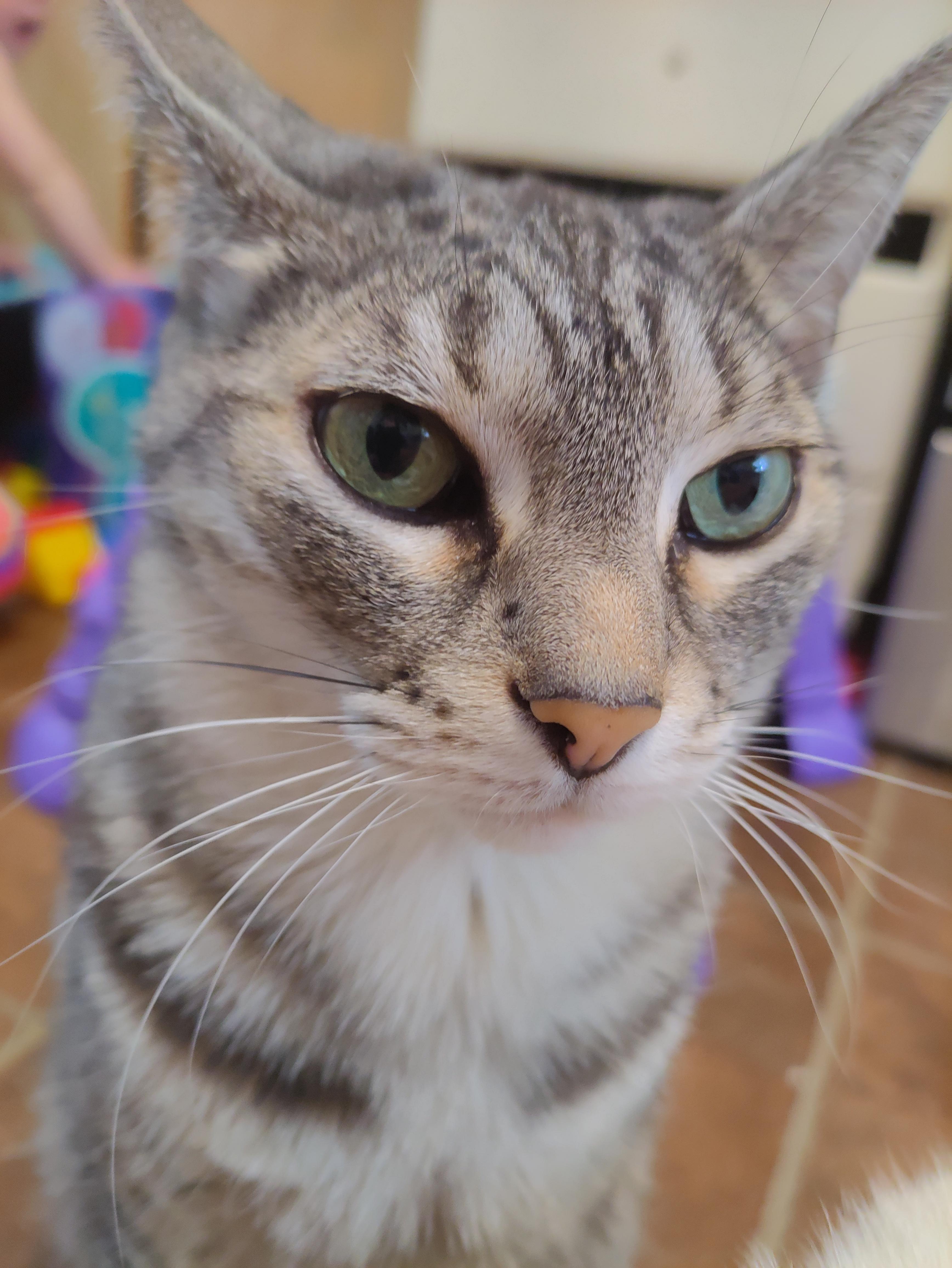 Our rescue babies | Scrolller