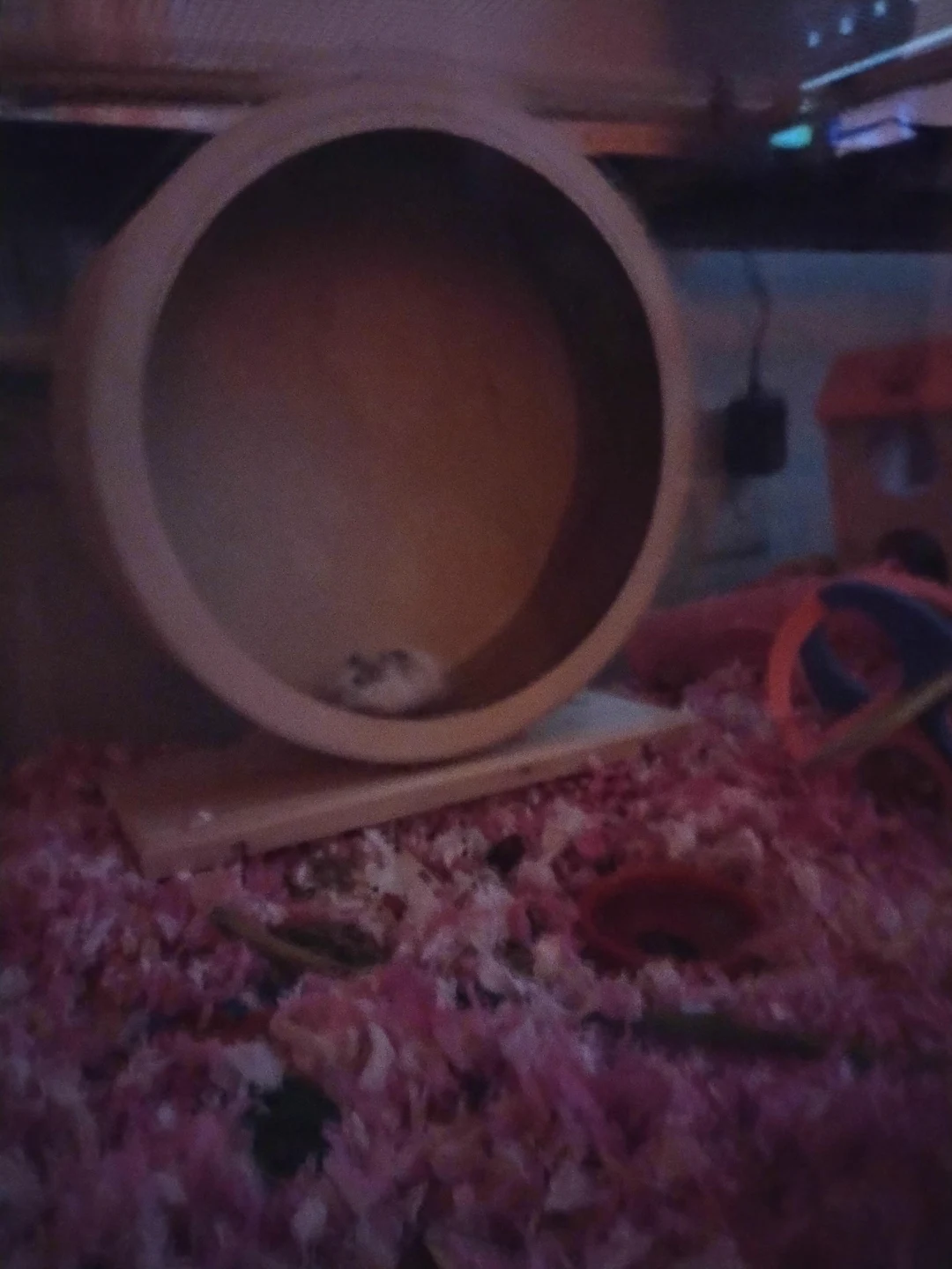 Discover more like Hamsters: Something's Off and Related Content | Scrolller