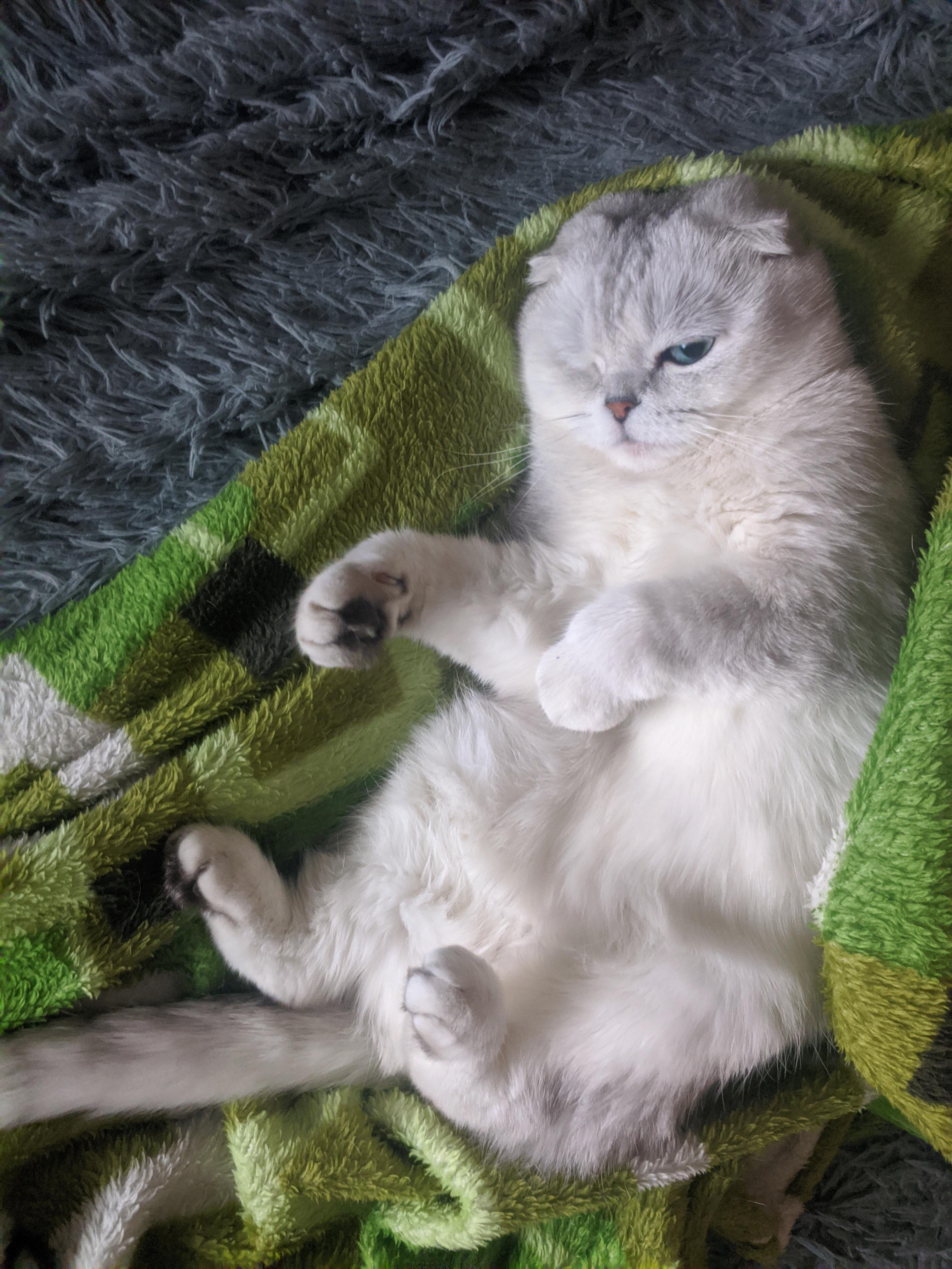 Speedwagon asking for belly rubs | Scrolller