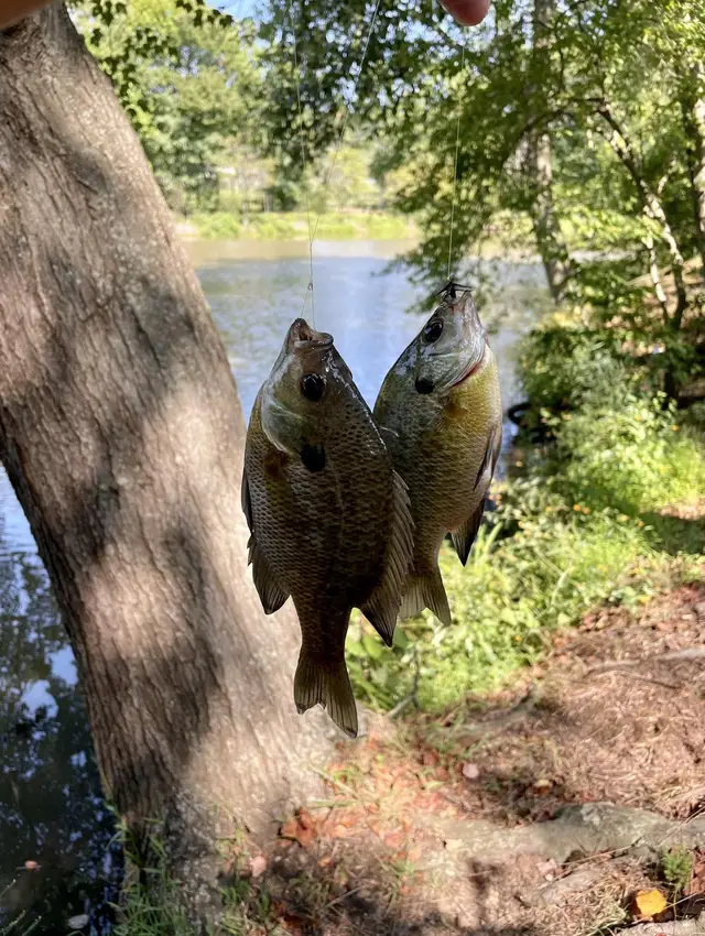 Doubled up on the fly rig! | Scrolller
