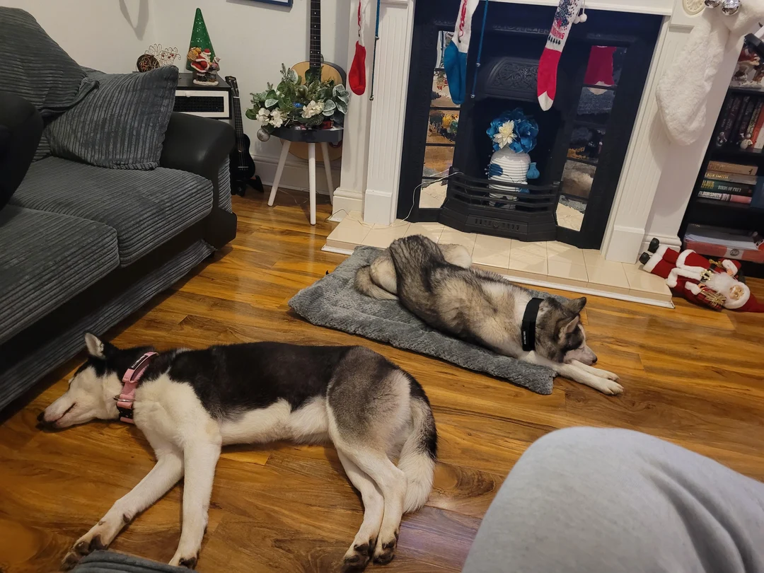 Rescued these 2 lovely sisters from romania yesterday. (Santa was the first victim) | Scrolller