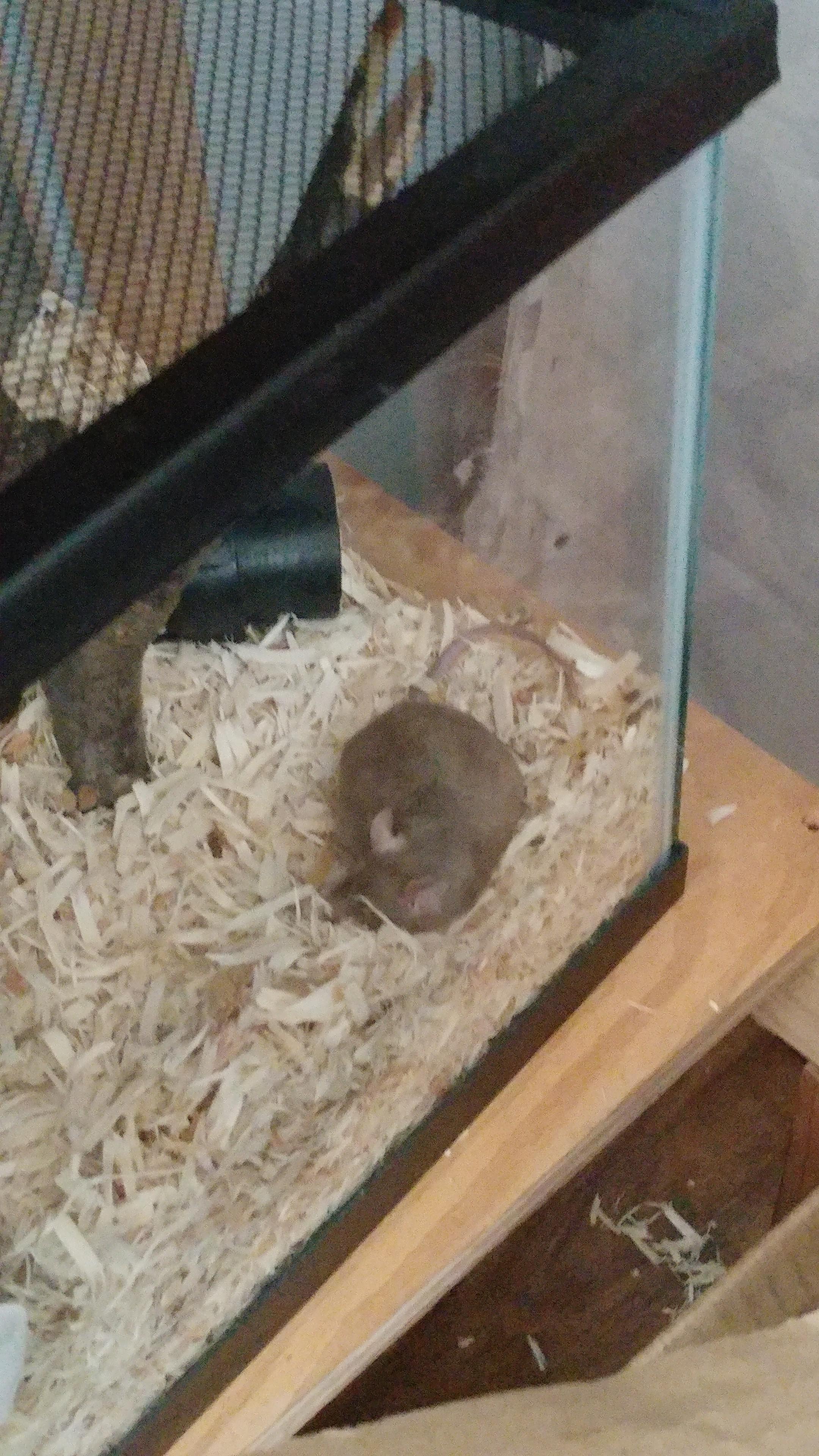 Momma mouse | Scrolller