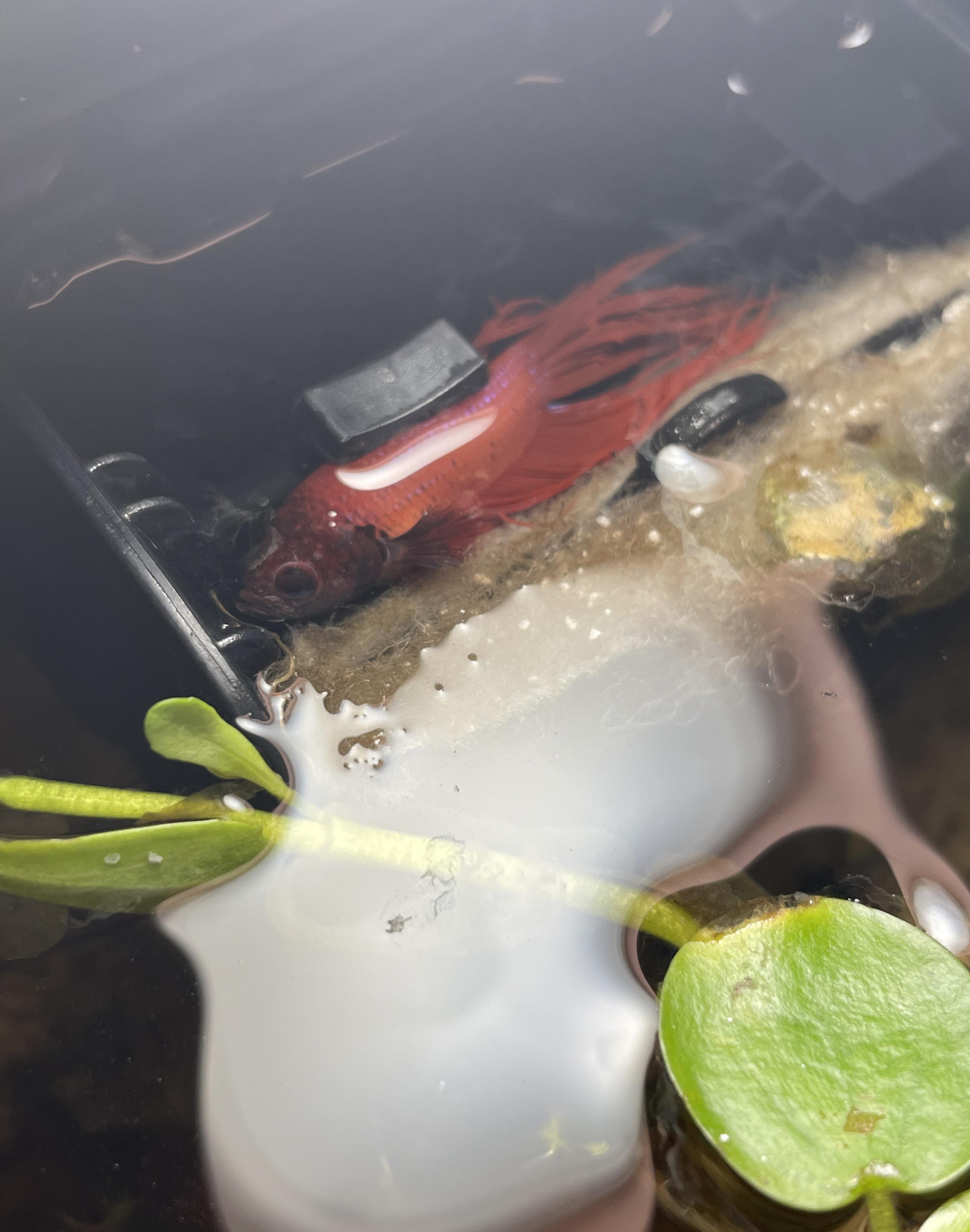 Weird Behavior I have noticed Tax Fraud does | Scrolller