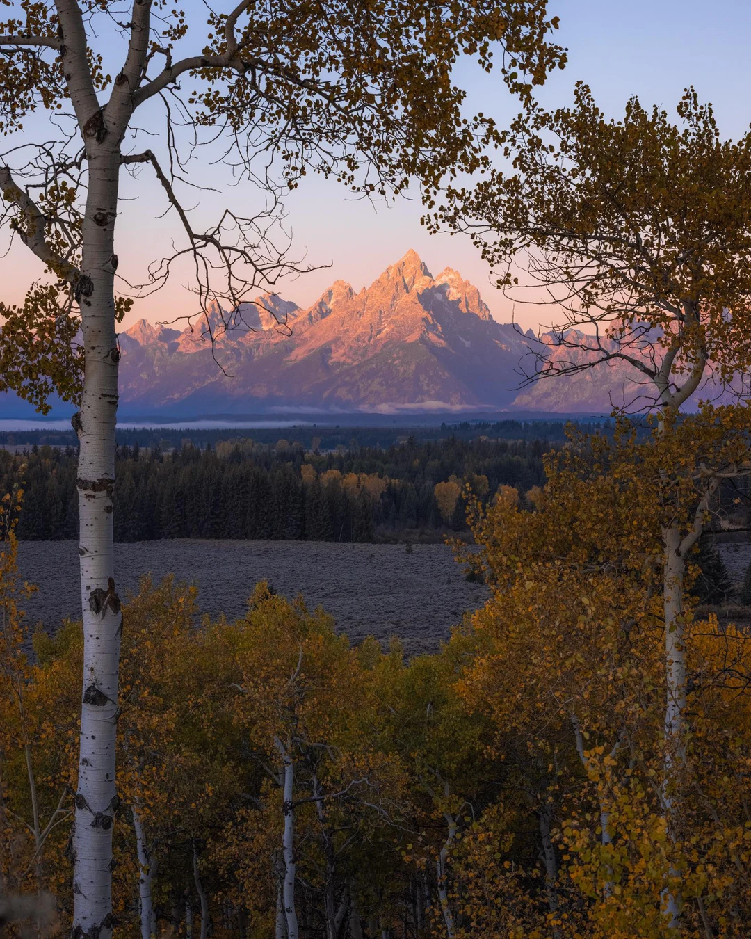 A window of Aspen framing the Tetons. Grand Teton NP, WY [OC][1638x2048] @mattymeis | Scrolller